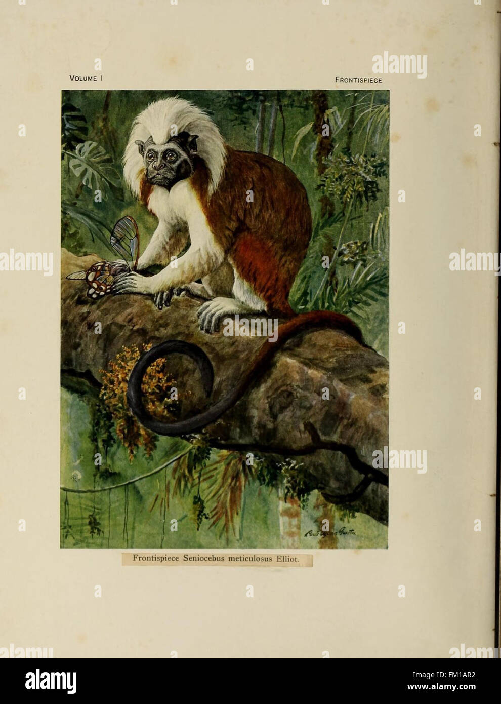 The frontispiece of 'A Review of the Primates' highlights primate ...