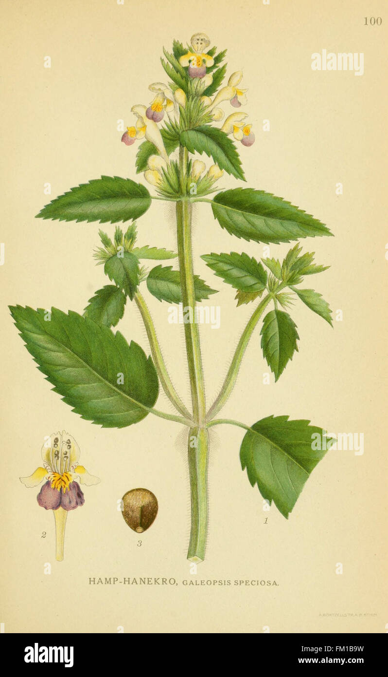 Plate 100 from 'Billeder af Nordens Flora' features illustrations of ...