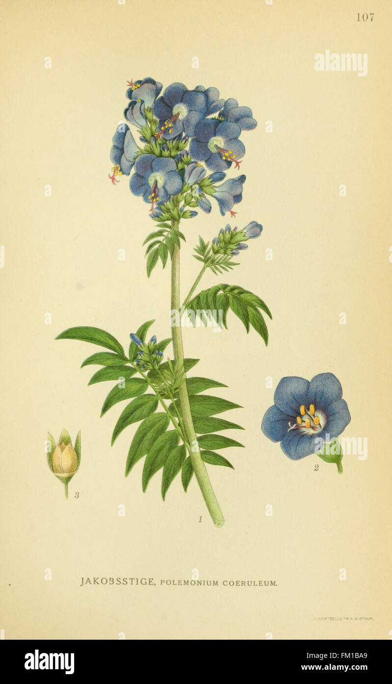 This image from 'Billeder af nordens flora' depicts the flora of ...