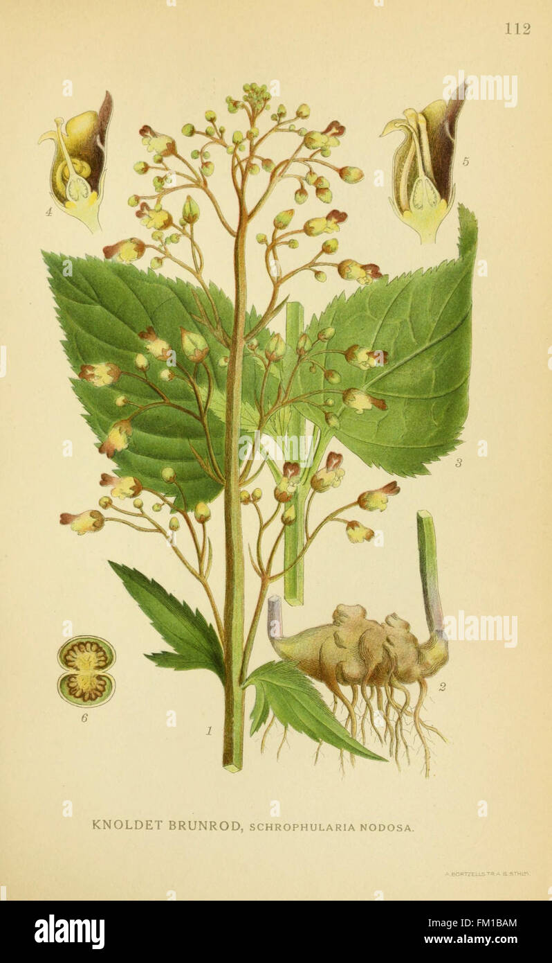 This illustration, from 'Billeder af Nordens Flora', depicts plant ...