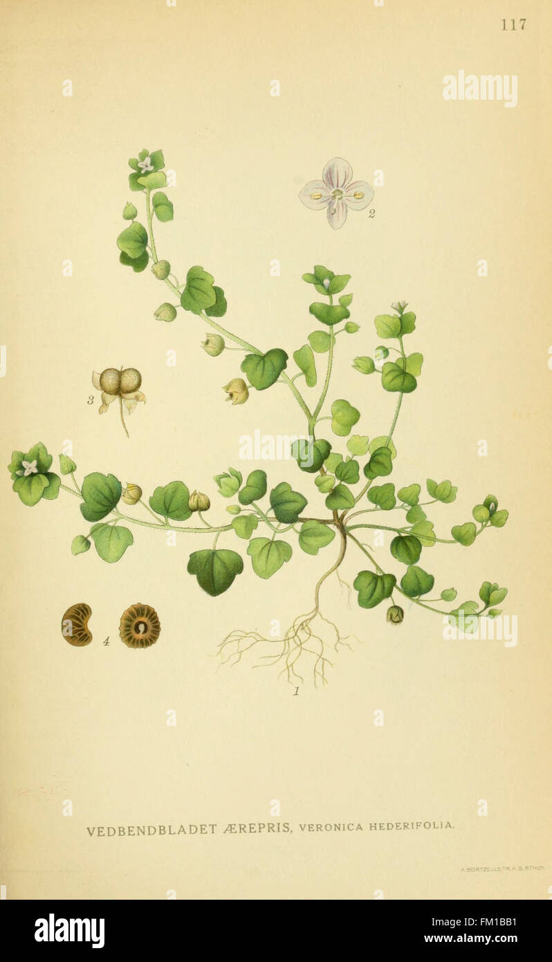 This plate illustrates the flora of Scandinavia, focusing on plant ...