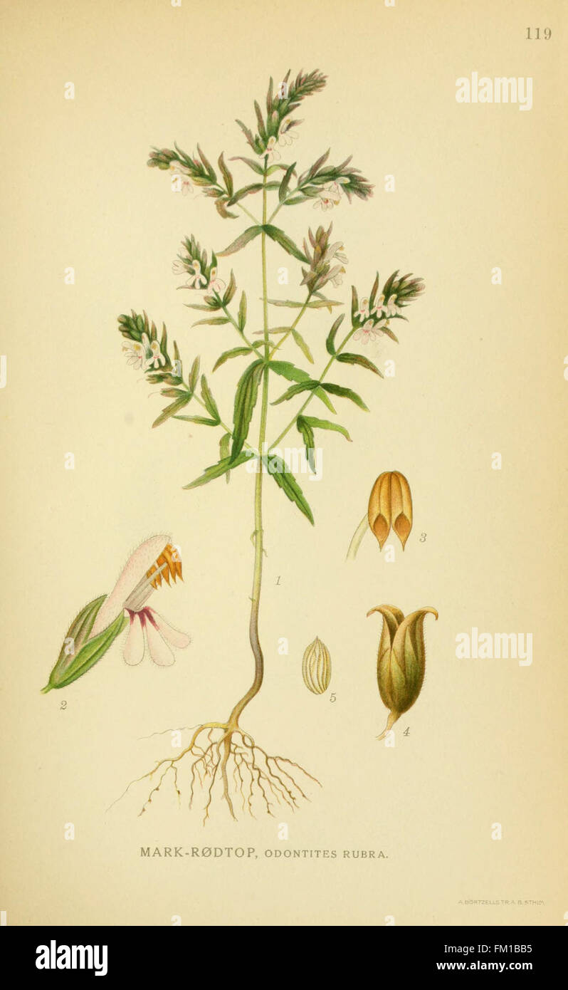 The botanical work showcases plant species from Scandinavia, focusing ...