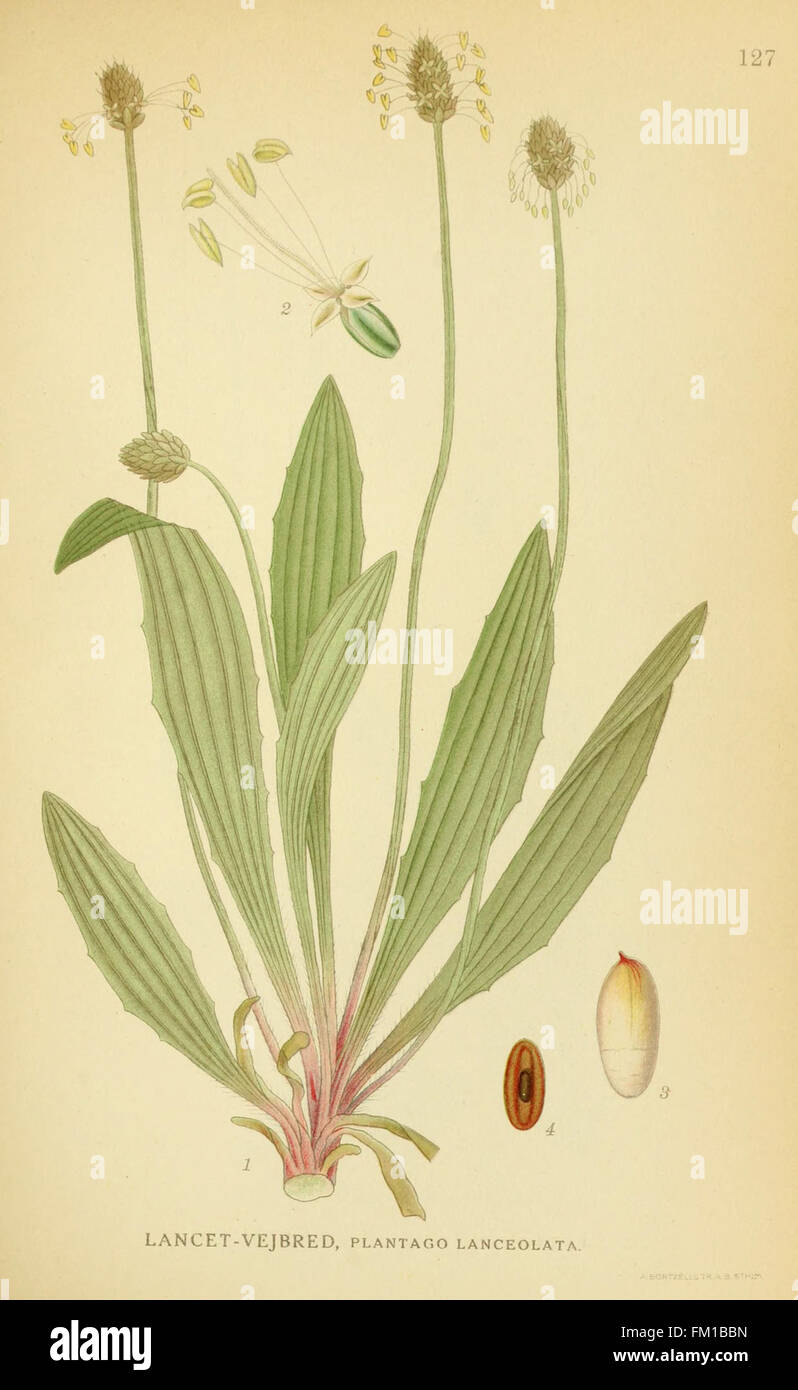 Plate 127 from *Billeder af Nordens Flora* showcases the plants native ...