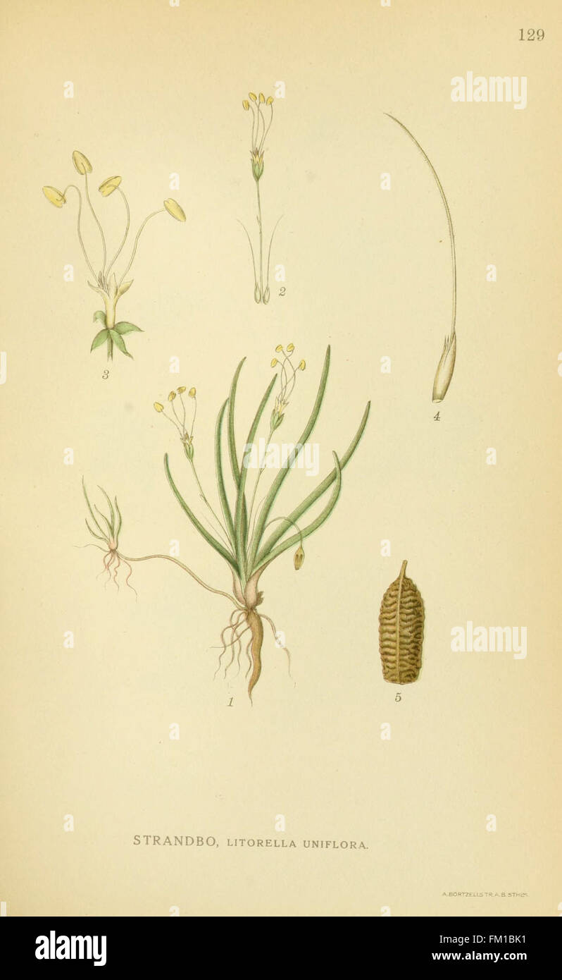 Plate 129 from 'Billeder af Nordens Flora' illustrates the flora of ...
