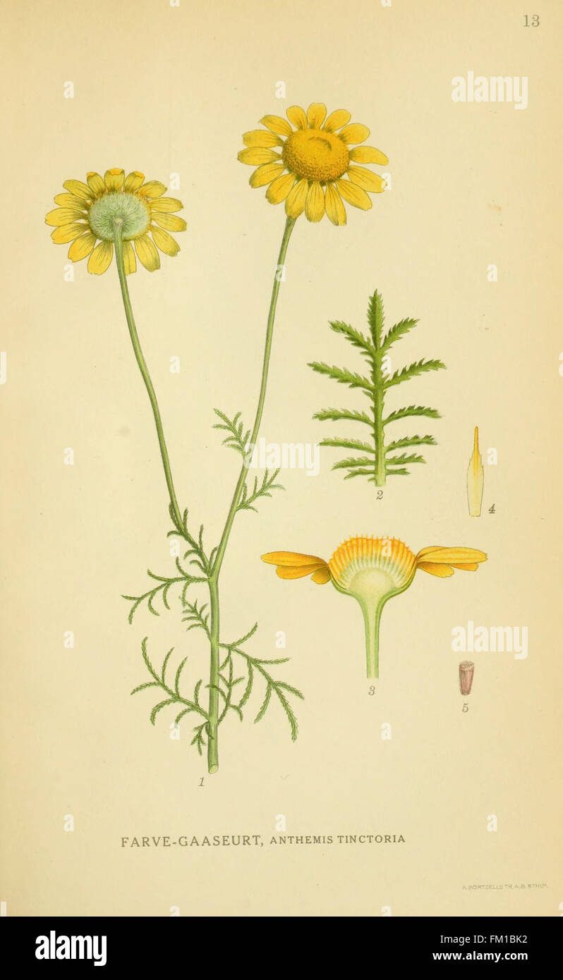 Plate 13 from *Billeder af Nordens Flora* showcases native plants of ...