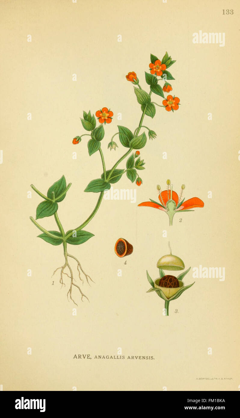 'Billeder af Nordens Flora' (Images of Northern Flora) is a botanical ...
