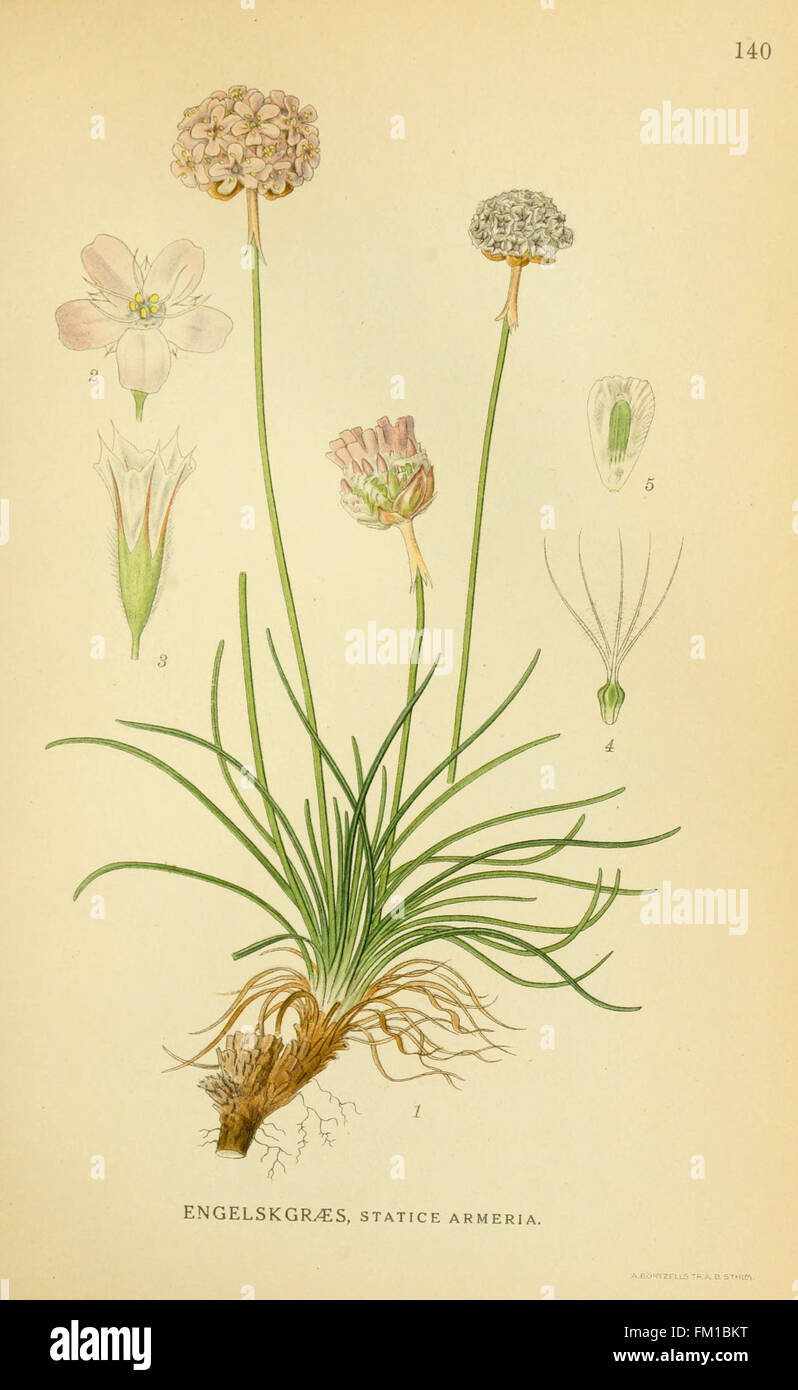 'Billeder af Nordens Flora' provides visual depictions of plants native ...
