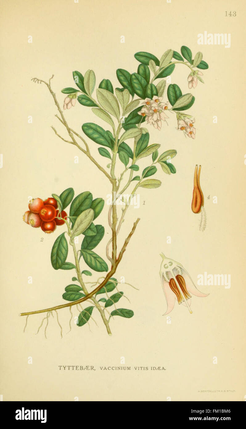 Plate 143 of 'Billeder af Nordens Flora' showcases plant species native ...