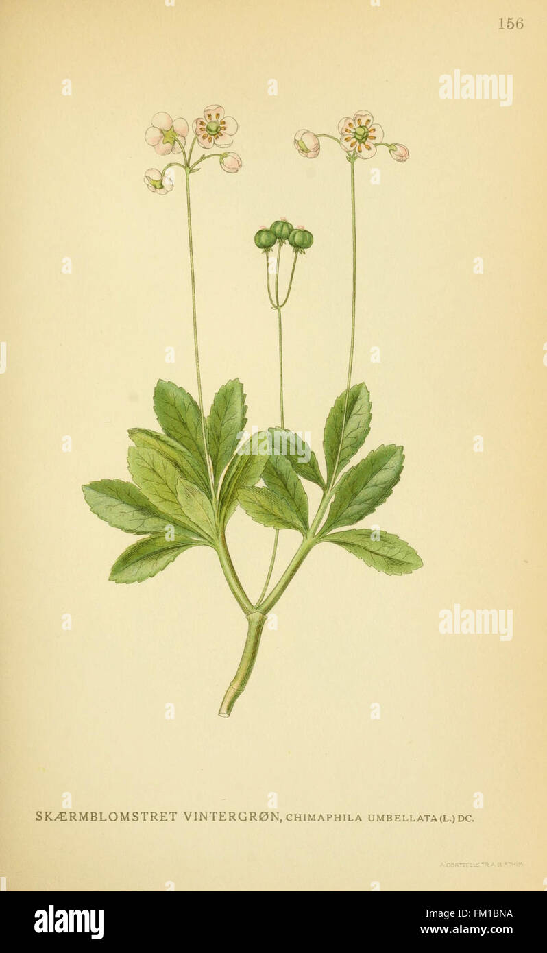 'Billeder af nordens flora' depicts plants native to the Nordic regions ...