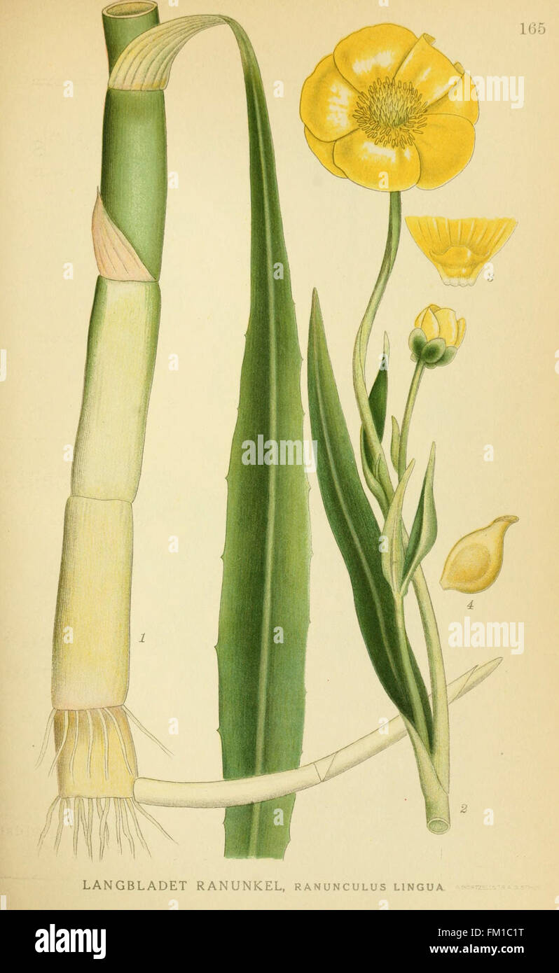 This illustration from a Scandinavian flora collection depicts native ...