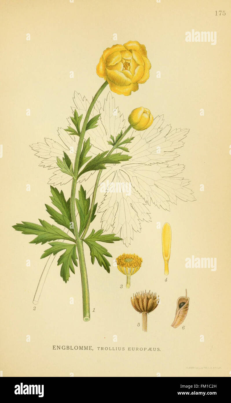 An illustration from a Scandinavian flora work, depicting plant species ...