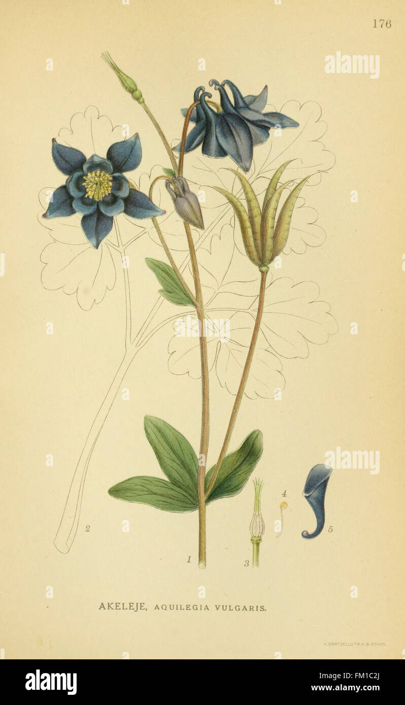 This illustration from *Billeder af Nordens Flora* depicts plants ...