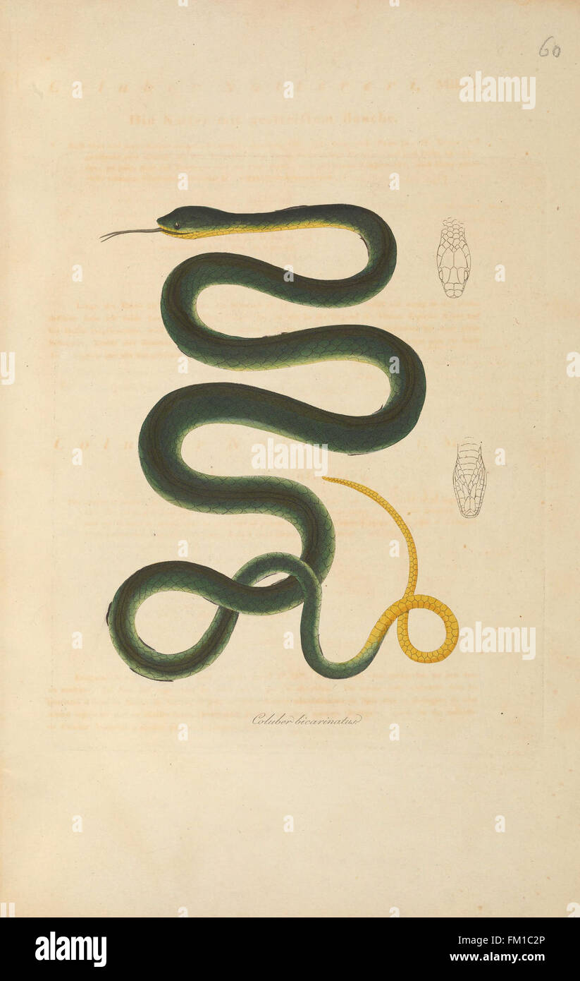 An illustration from 'Images of the Natural History of Brazil ...