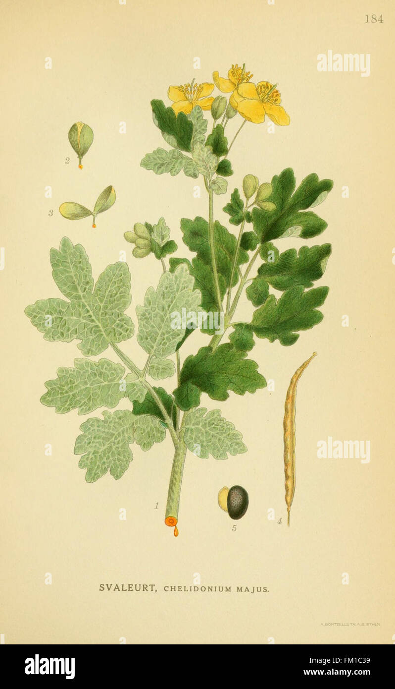 'Billeder af Nordens Flora' presents an illustration of Scandinavian ...