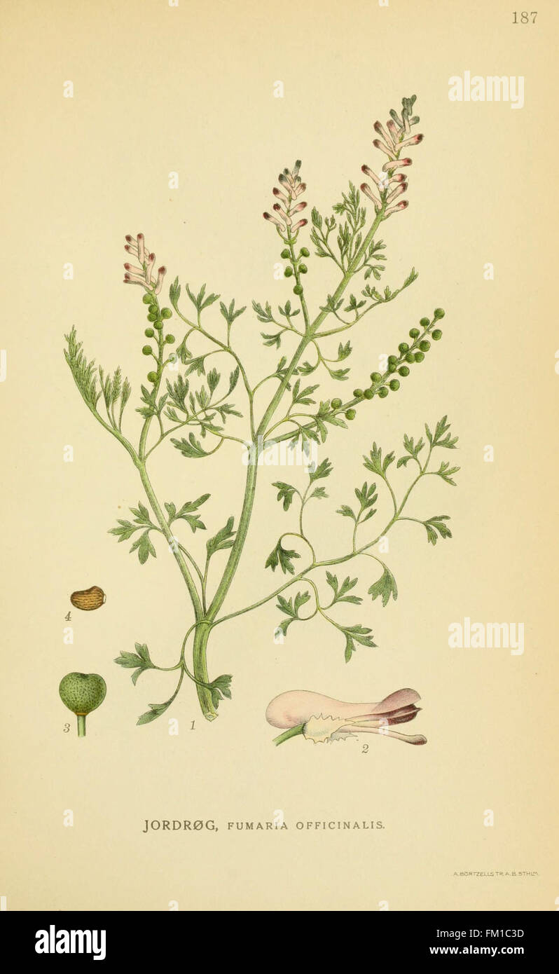 Plate 187 from *Billeder af Nordens Flora* presents northern European ...