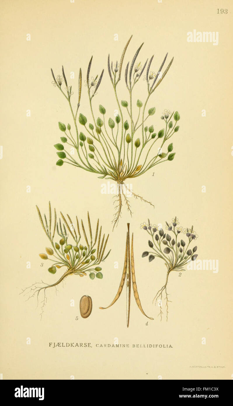 Billeder af nordens flora, Plate 193, offers illustrations of plants ...