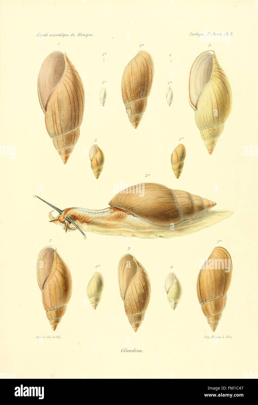 Plate III from *Études sur les mollusques terrestres et fluviatales du ...