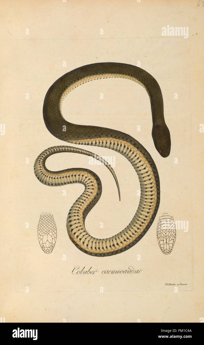 A detailed illustration from a natural history work on Brazil ...