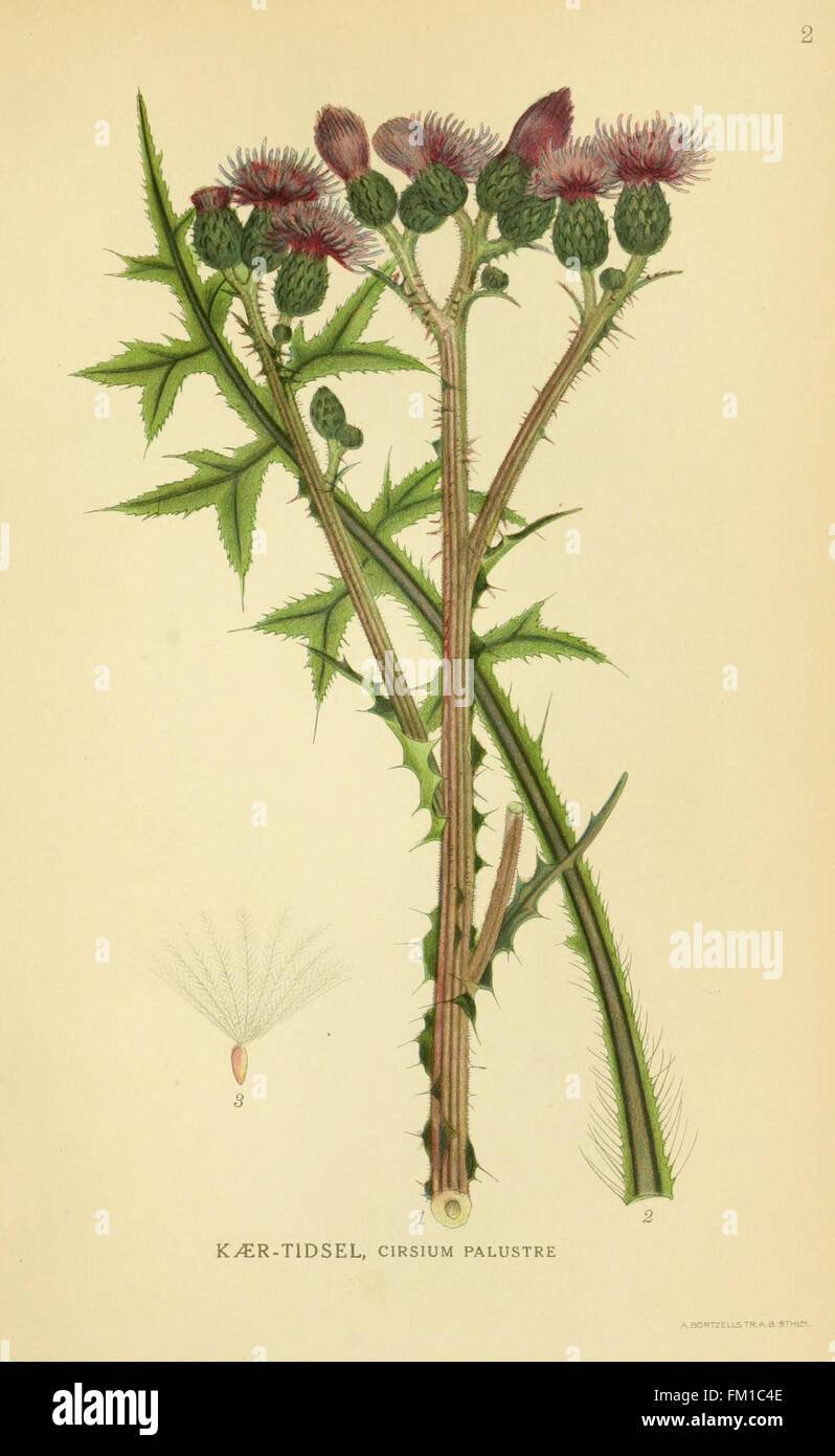'Billeder af Nordens Flora' (Plate 2) showcases plant species from ...