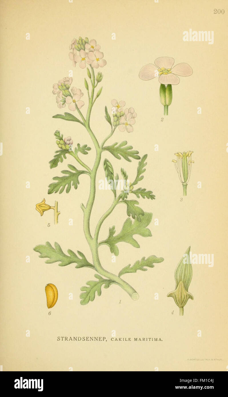 Plate 200 from 'Billeder af nordens flora' features plant species ...
