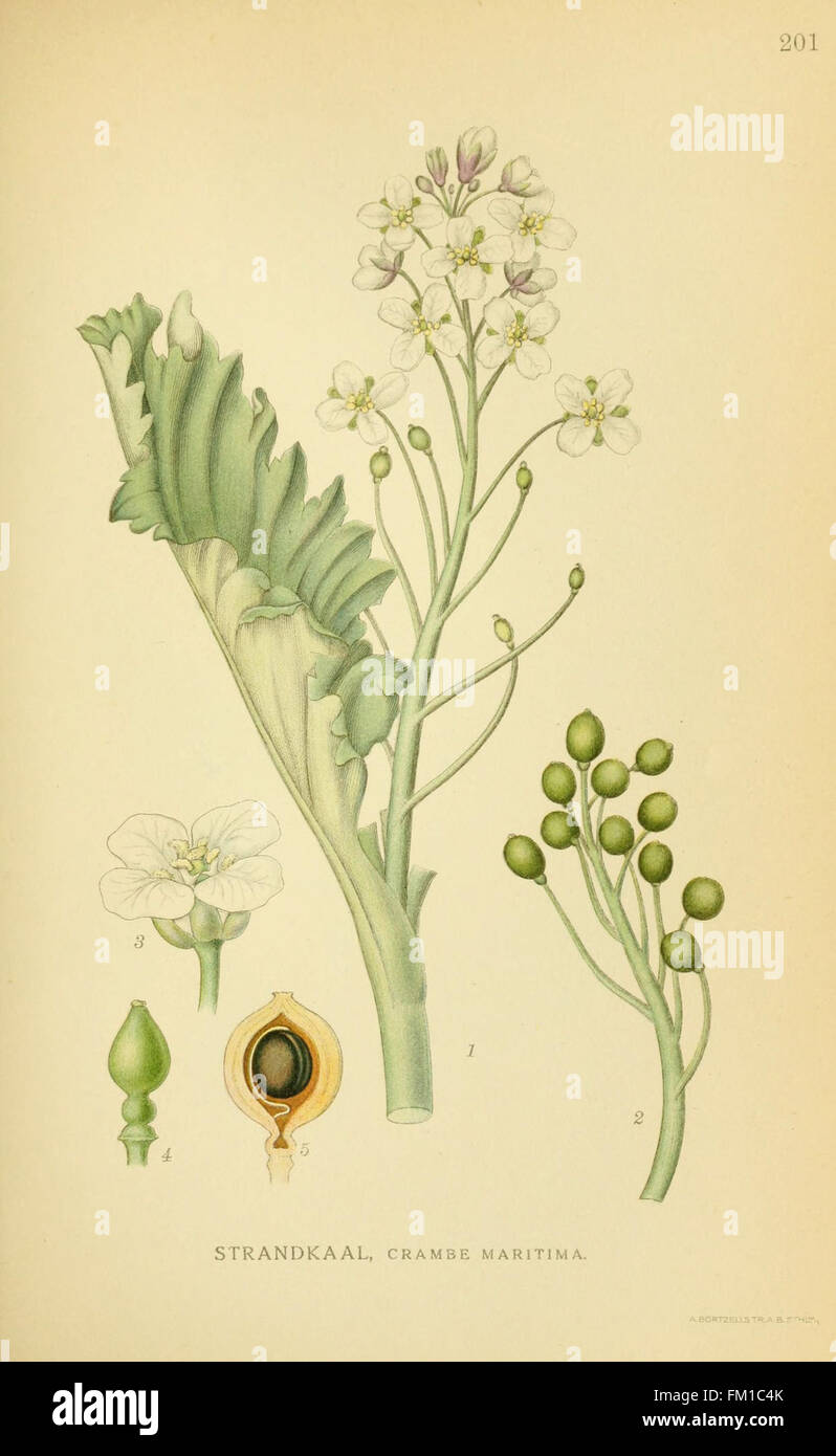 'Billeder af Nordens Flora' (Plate 201) illustrates the flora of ...