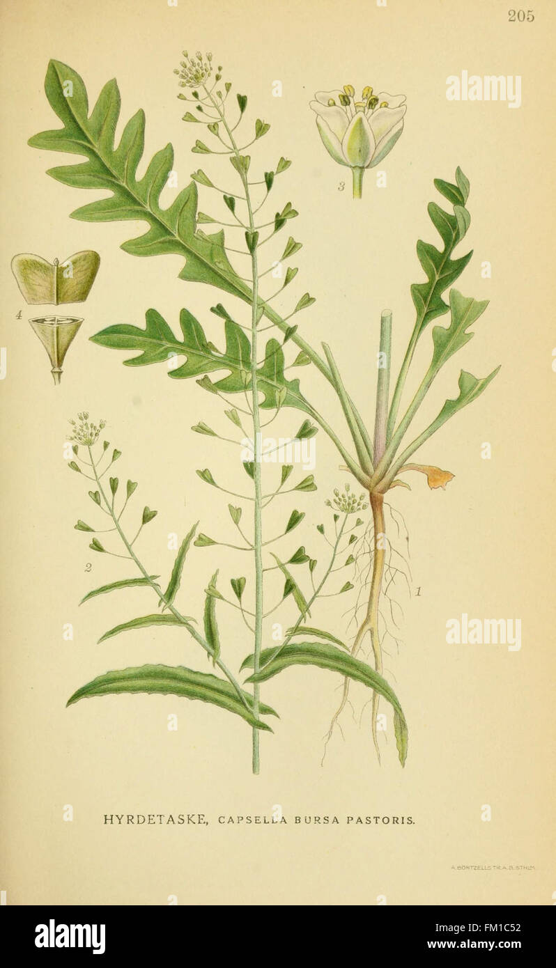 This botanical work features detailed illustrations of the plants ...