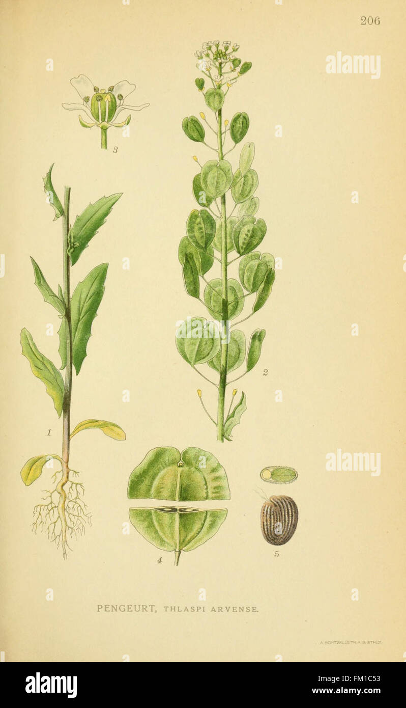 This plate from 'Billeder af Nordens Flora' features plants native to ...
