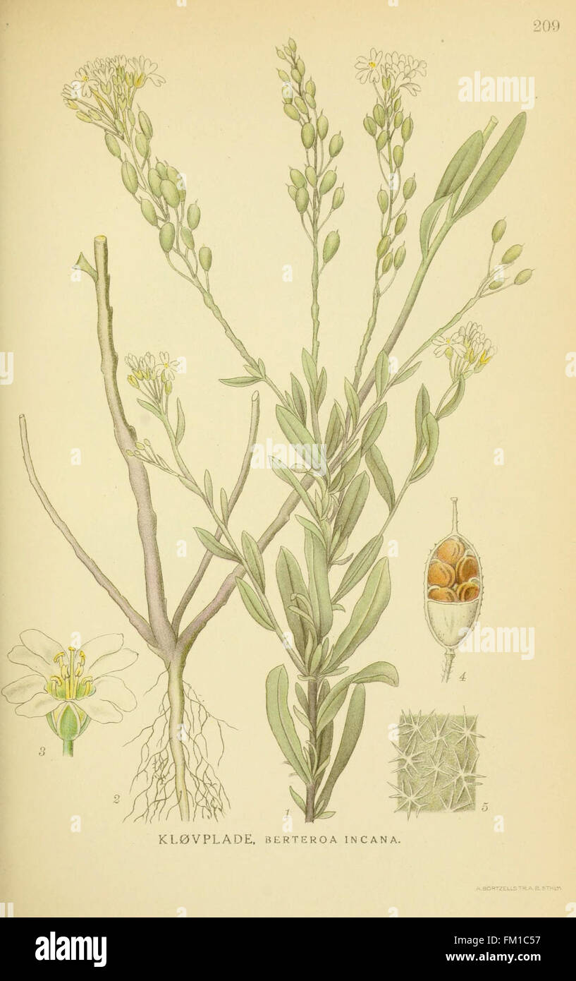 This plate presents detailed illustrations of plants native to ...