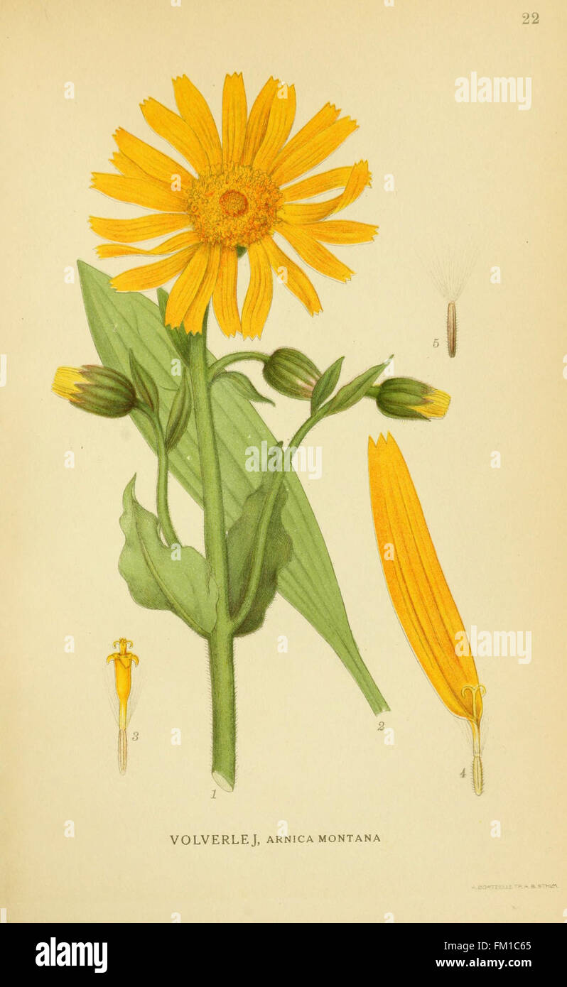 This plate from *Billeder af Nordens Flora* illustrates plant species ...