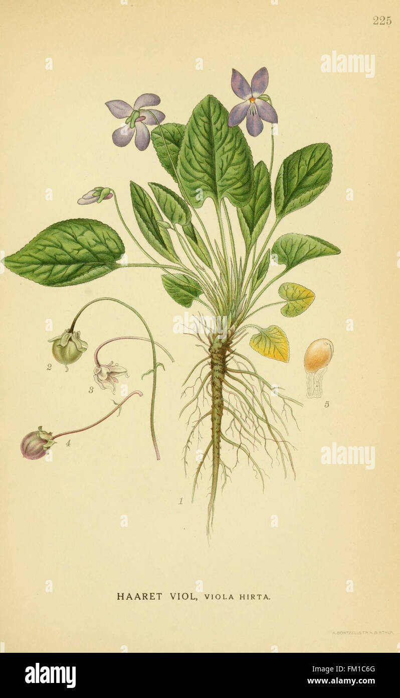 This plate from 'Billeder af Nordens Flora' features plant species ...