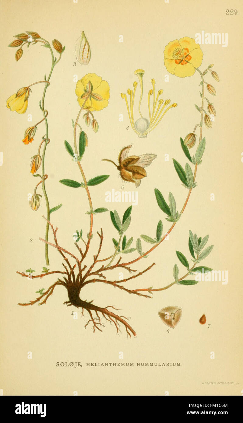 This illustration from 'Billeder af nordens flora' depicts native ...