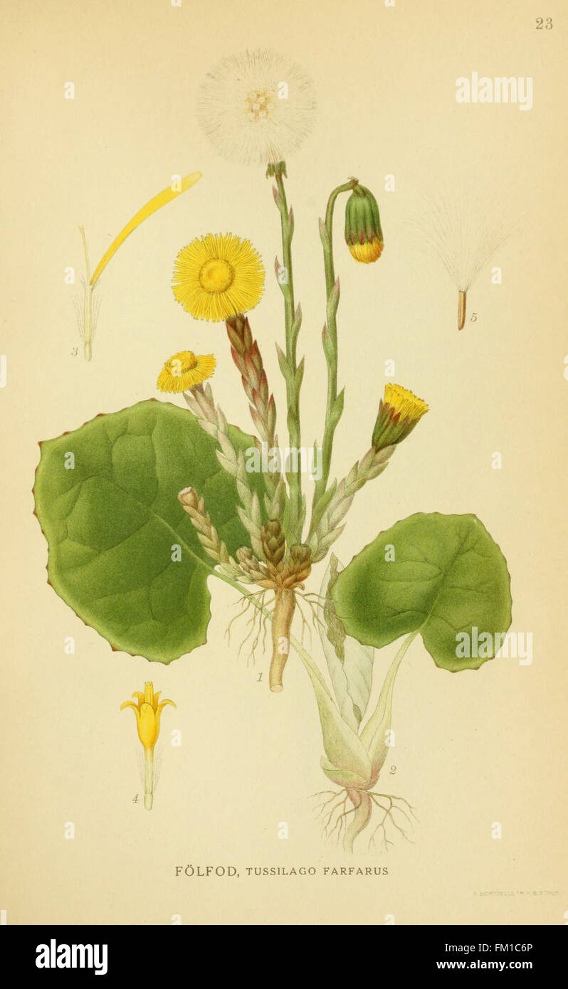 A depiction of the flora of the Nordic countries, showcasing the plant ...