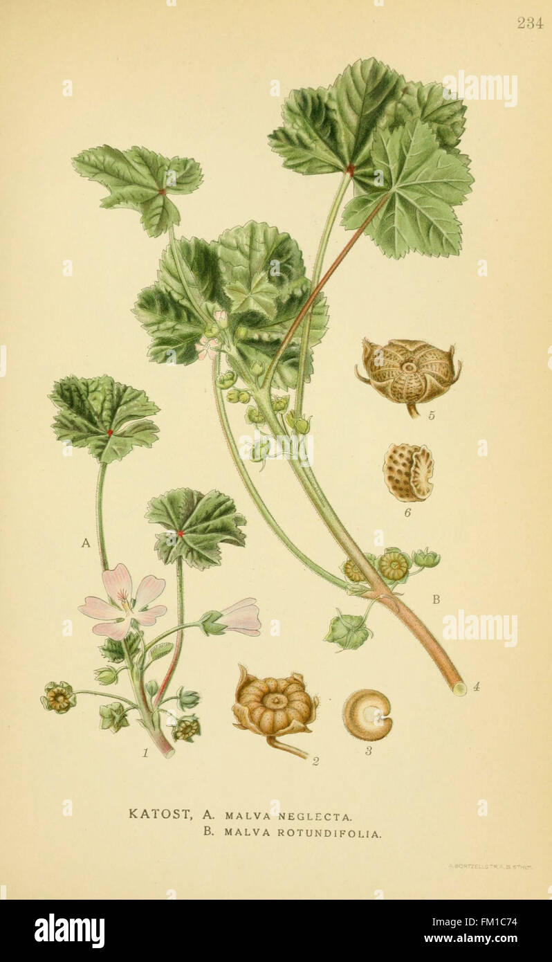 Plate 234 of 'Billeder af Nordens Flora' presents a botanical ...