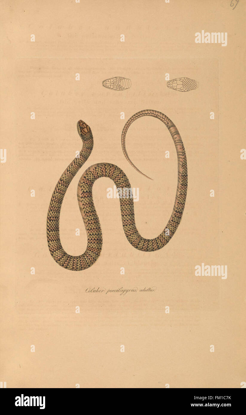 This plate from 'Abbildungen zur Naturgeschichte Brasiliens' showcases ...
