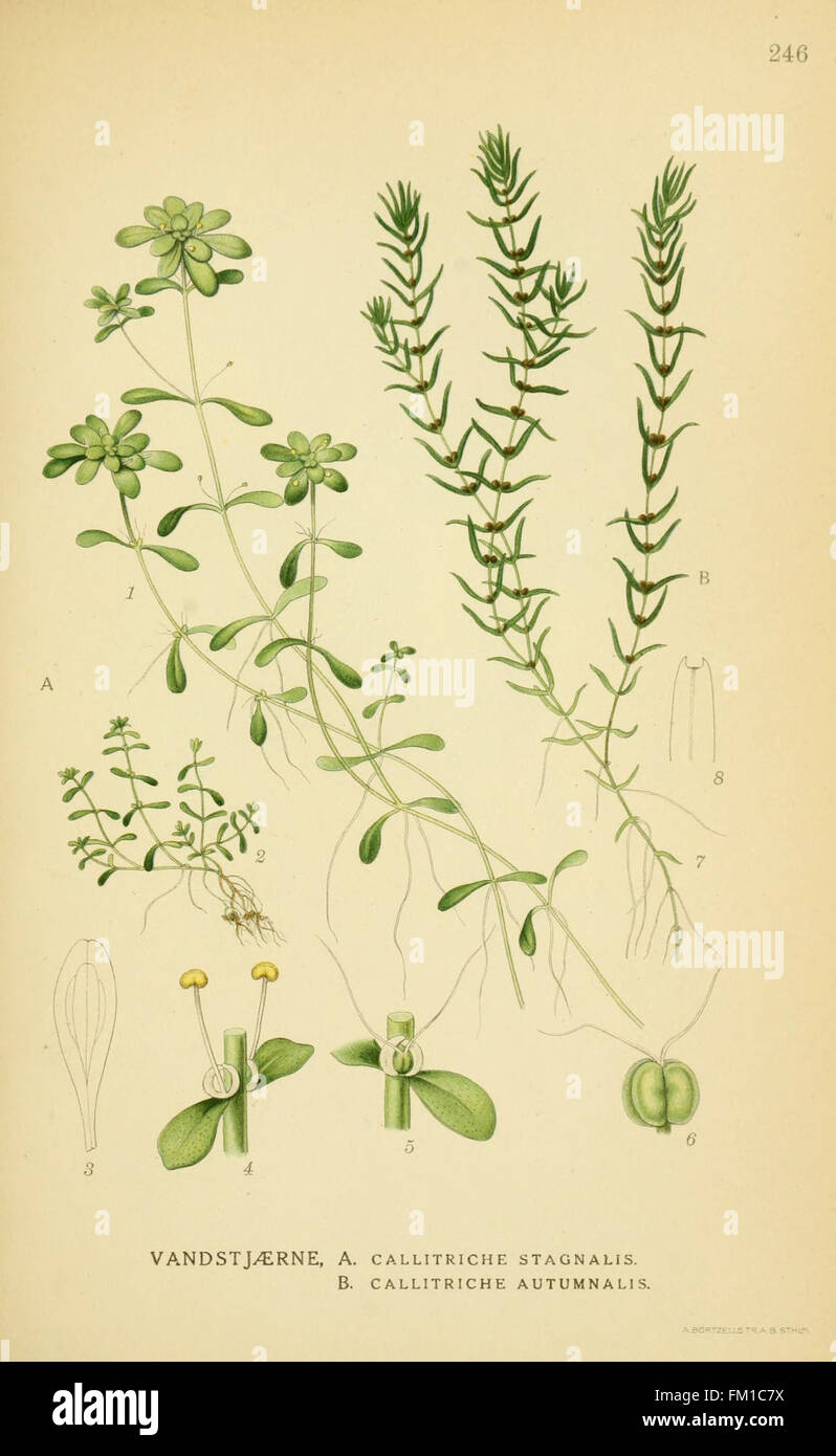 An illustration from 'Billeder af nordens flora' showing plants from ...