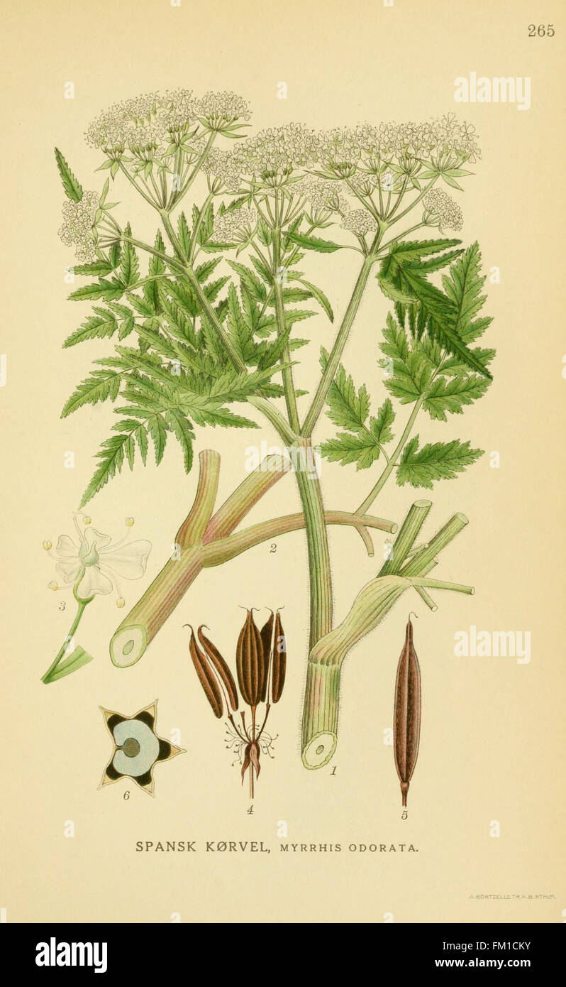 This plate features illustrations of plants from the northern regions ...