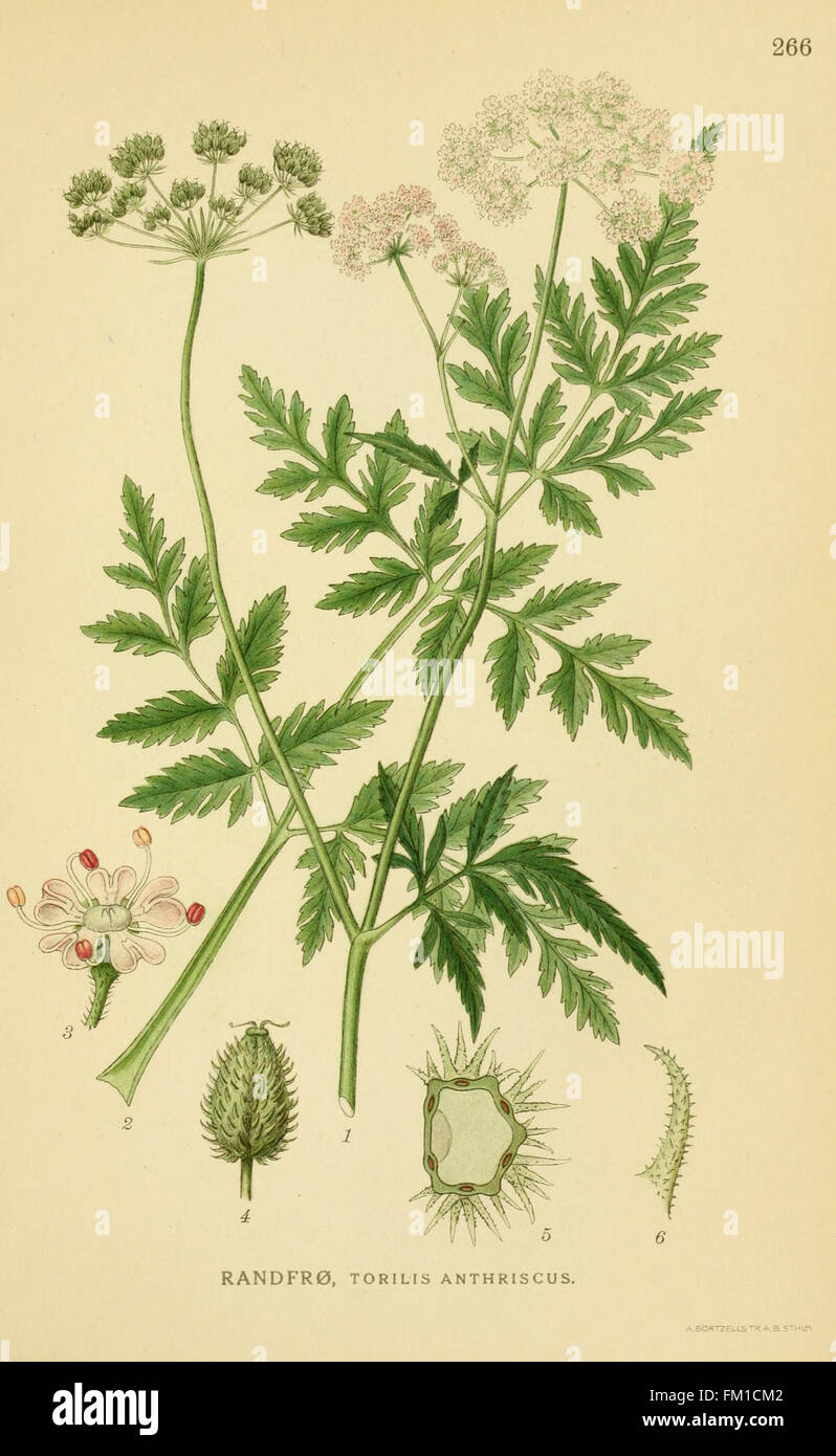 Plate 266 from 'Billeder af Nordens Flora' illustrates the flora of ...