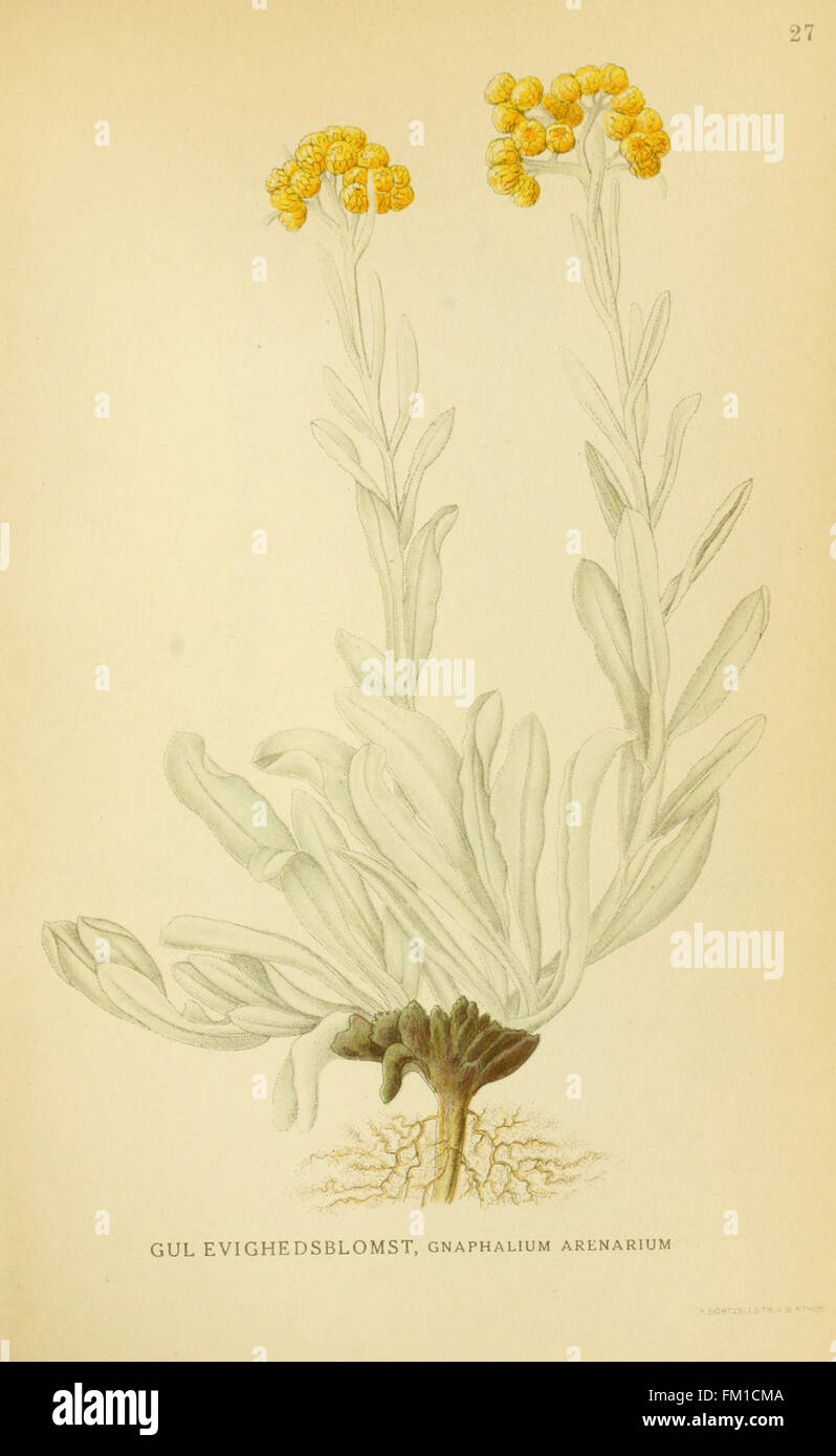 Plate 27 from 'Billeder af Nordens Flora' illustrates plants native to ...