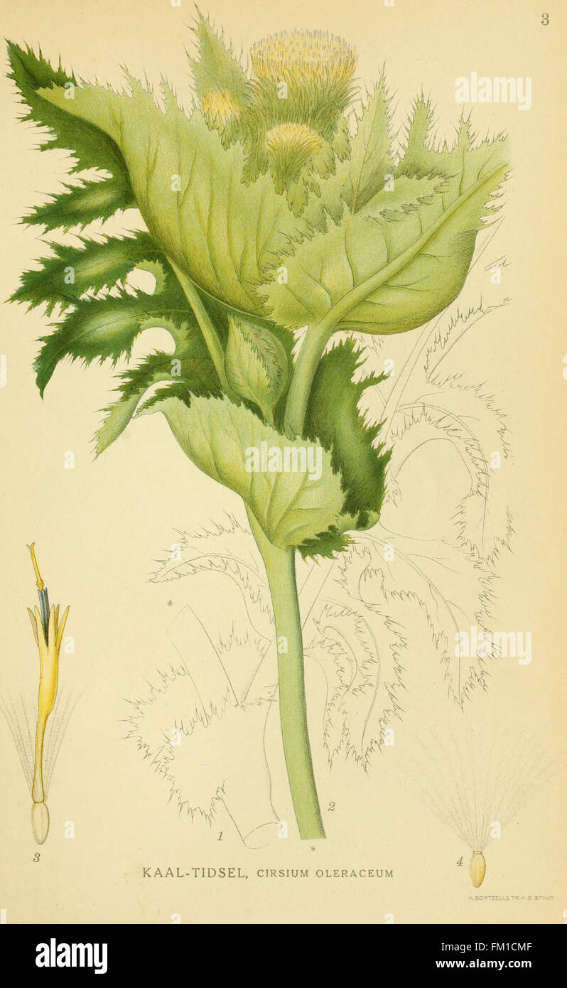 Plate 3 from 'Billeder af Nordens Flora' presents illustrations of ...