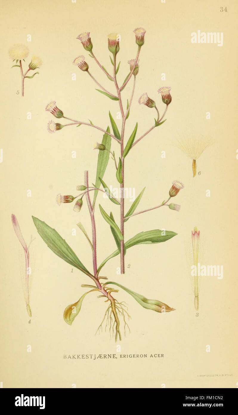 This plate from 'Billeder af nordens flora' features plants native to ...
