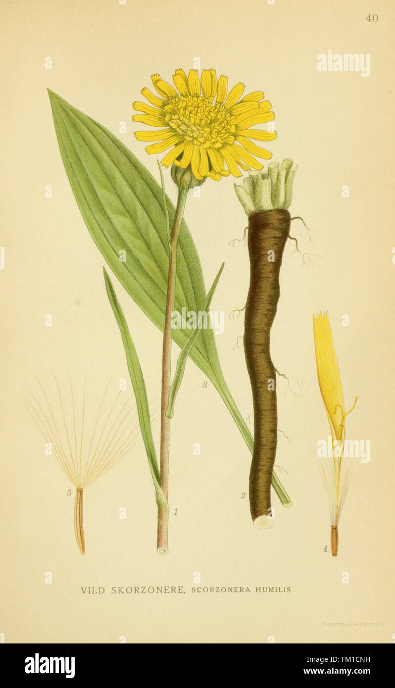 This work illustrates plants from the Nordic region, specifically ...