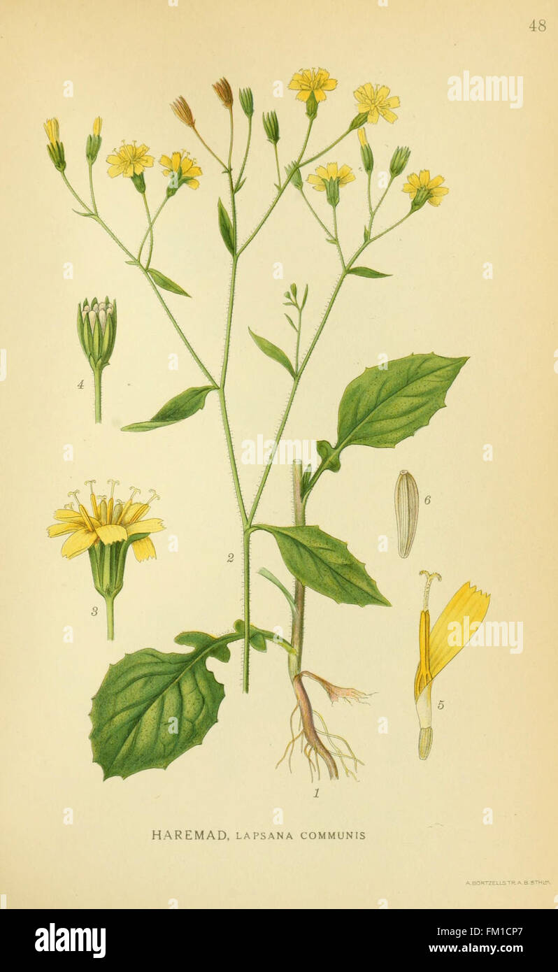 'Billeder af Nordens Flora' (Images of the Flora of the North ...