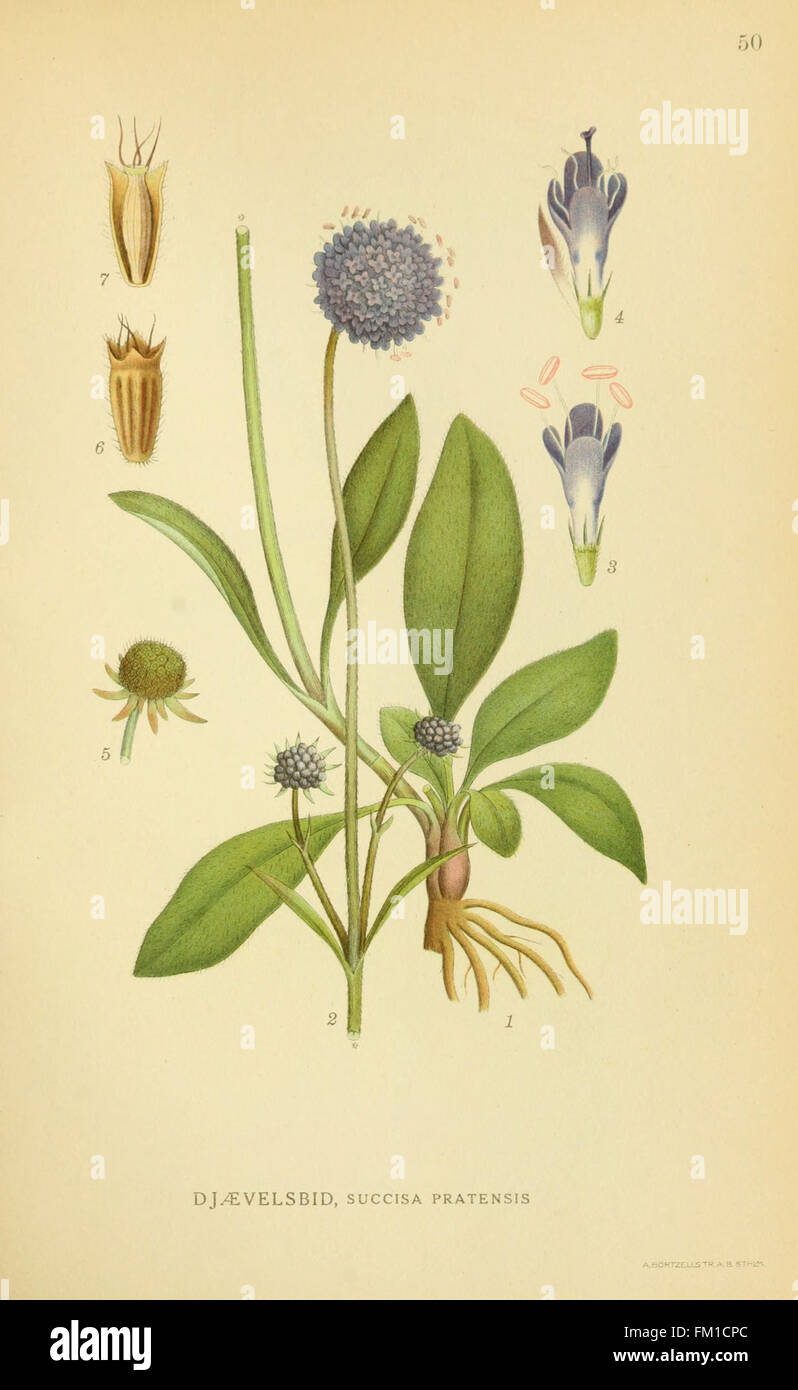 Plate 50 from 'Billeder af Nordens Flora' showcases plant species ...