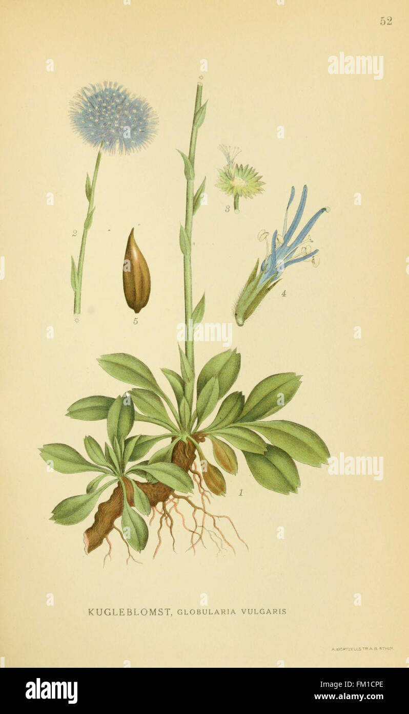 This plate from 'Billeder af nordens flora' features illustrations of ...