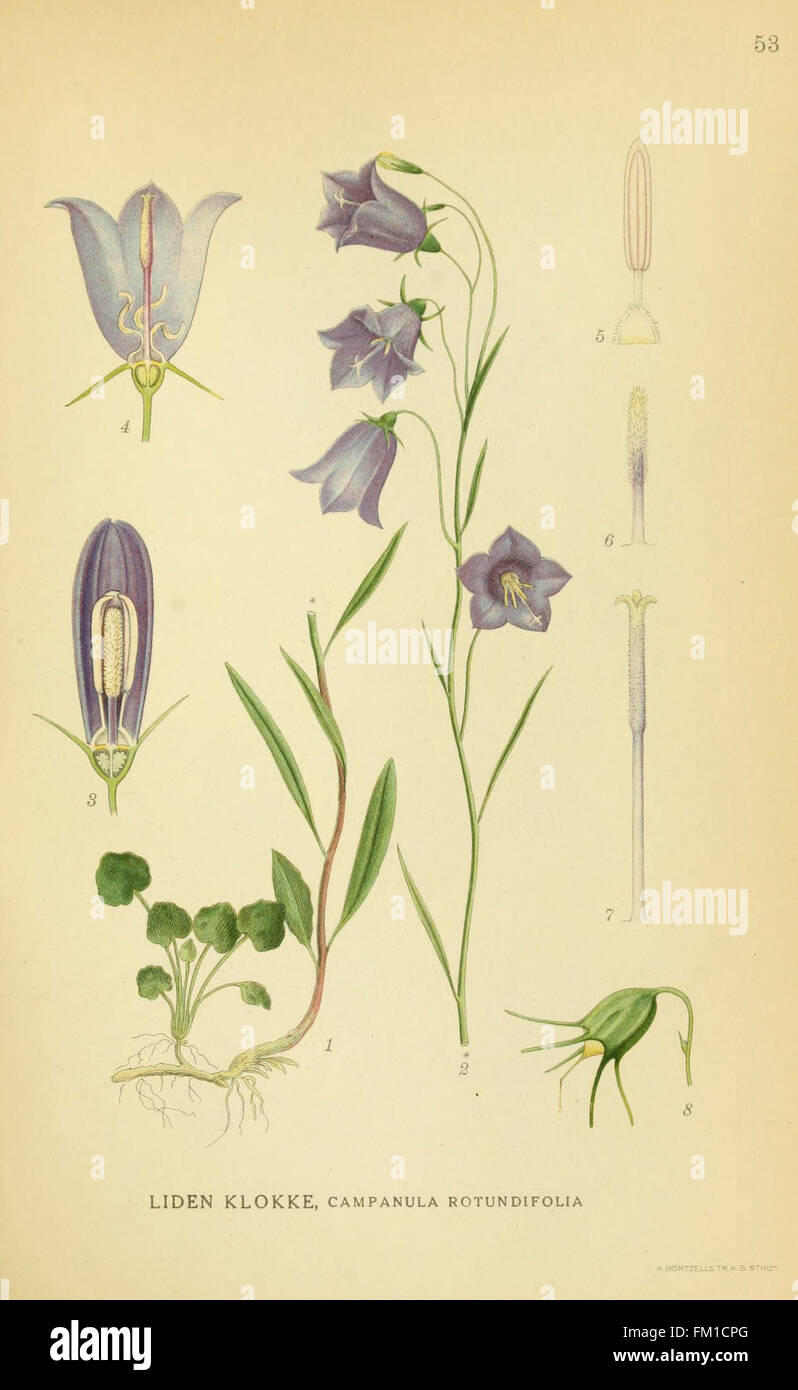 This plate from 'Billeder af nordens flora' features detailed botanical ...