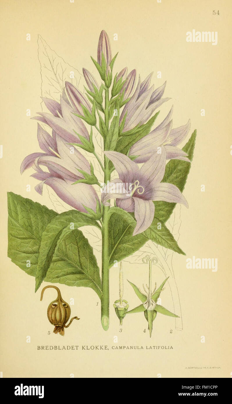Plate 54 from 'Billeder af nordens flora' illustrates the flora of ...