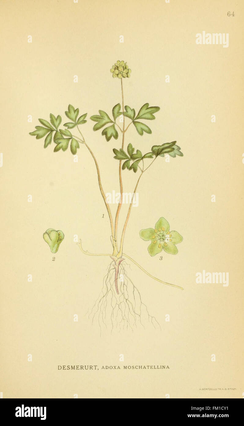 Plate 64 from 'Billeder af Nordens Flora' presents botanical ...