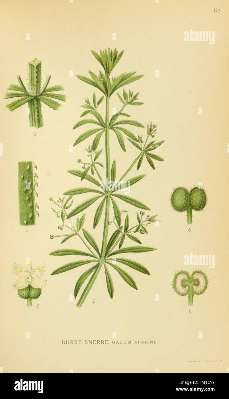 Plate 68 from 'Billeder af Nordens Flora' features illustrations of ...