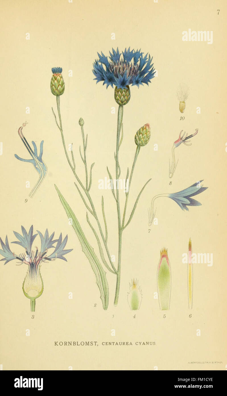 This plate from *Billeder af nordens flora* presents plant species ...