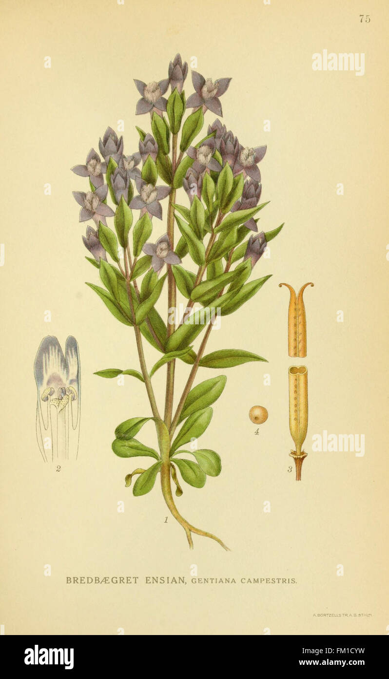 Plate 75 of 'Billeder af nordens flora' depicts native plants of the ...